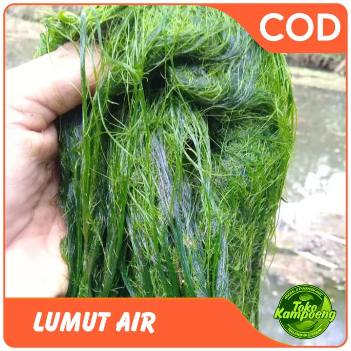 Lumut Pancing Lumut Algae Hidup Telaga / Danau Air Tawar | Lazada Indonesia