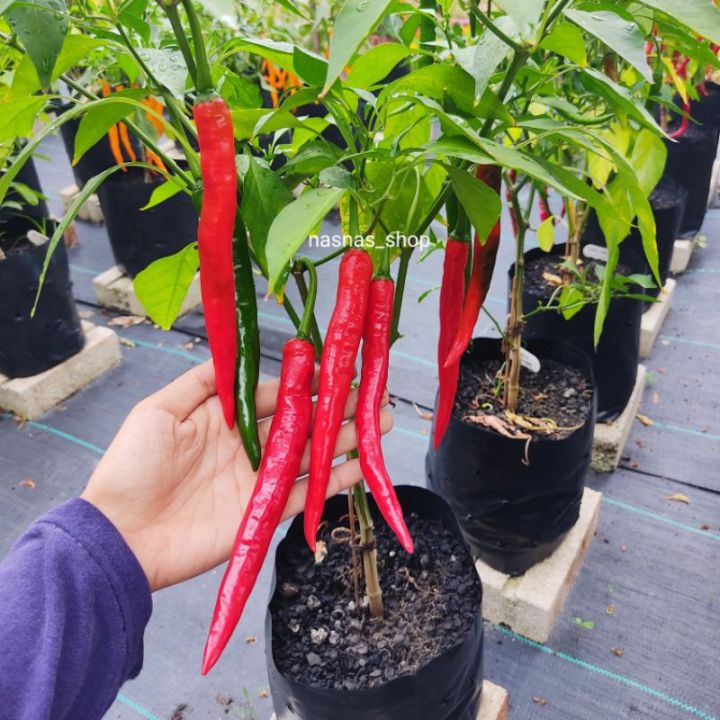 25pcs Biji Benih Cili Besar Kulai / Hybrid Chilli Seeds / Chili Seed ...
