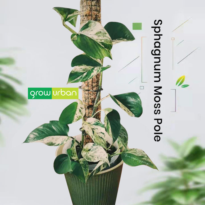 SPHAGNUM MOSS POLE BUDGET POLE HANDMADE CHILEAN MOSS FOR PLANTS ...