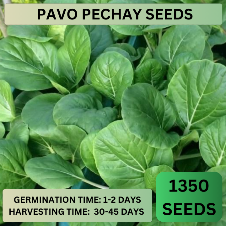 VALUE PACK (650 SEEDS) PAVO PECHAY SEEDS/FOR PLANTING/HIGH GERMINATION ...