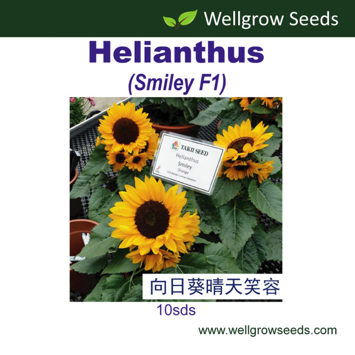 Helianthus Smiley F1 (10 sds) Flower Seeds Wellgrow Seeds | Lazada