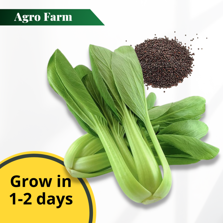 Non-GMO Pak Choy Kerdil seed / Siew Pak Choy seed / Pak Choy Green seed ...