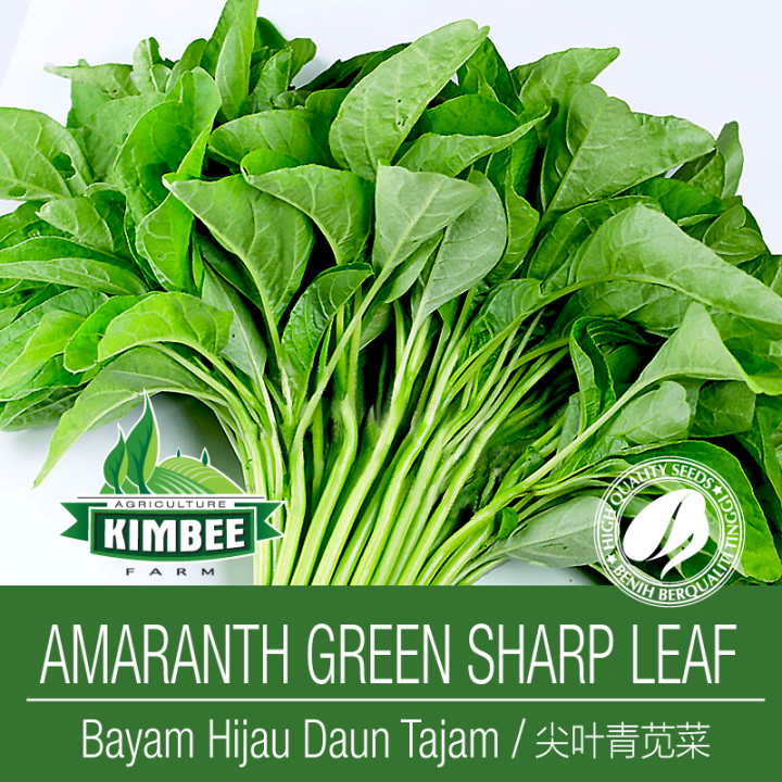 Amaranth Greed Sharp Leaf seeds, High Germination Rate, Quality Seeds ...