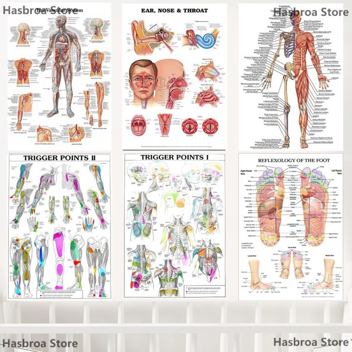 Human Body Science School Education Trigger Points Chart Informational ...