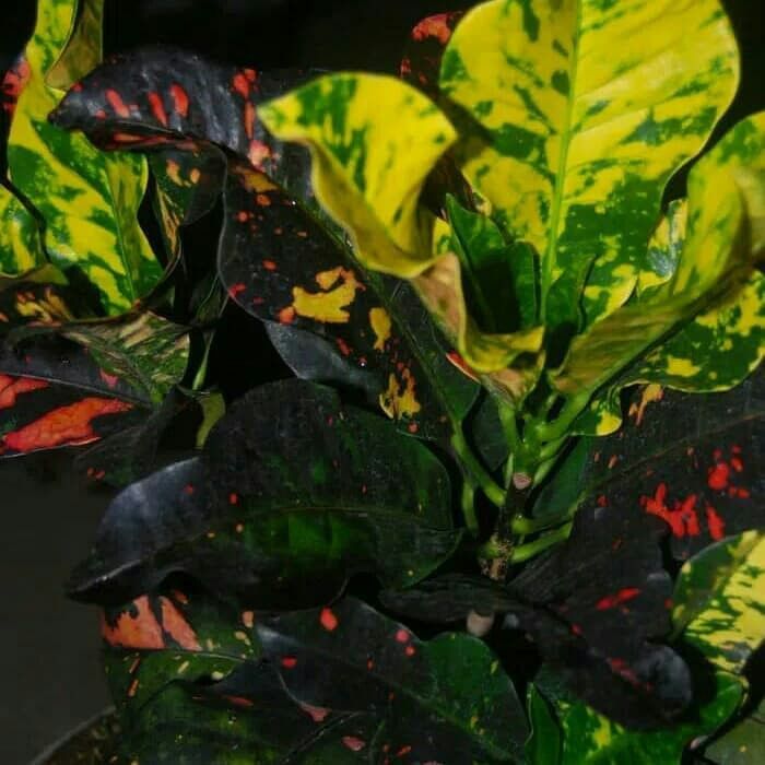 tanaman puring oscar - puring outdoor / indoor - puring hias - oscar ...