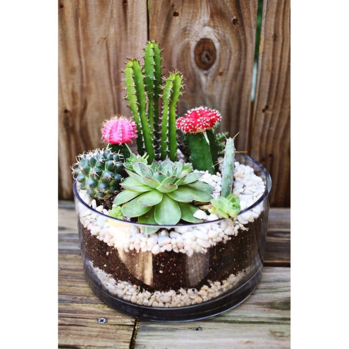 [1 plant/pot] Moon Cactus REAL LIFE CACTUS POKOK HIDUP CACTI KAKTUS Red ...