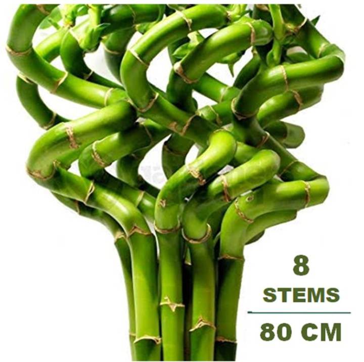 [SG 🇸🇬Store] Lucky Bamboo – Curly (Dracaena Sanderiana) - 80cm length ...