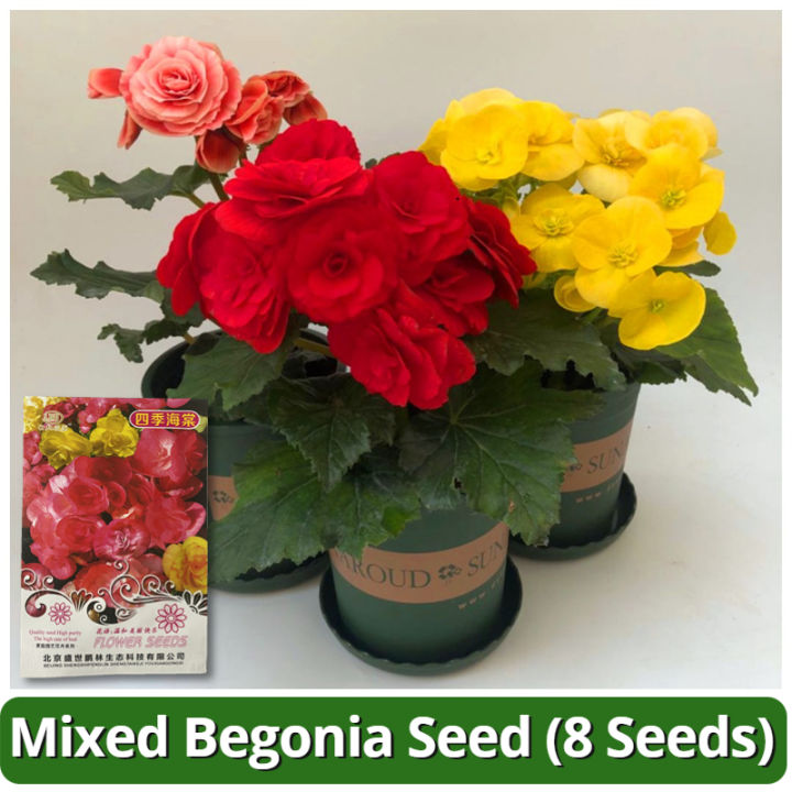 High Quality Mixed Begonia cucullata Seeds (8 Seeds) Rare Begonia ...