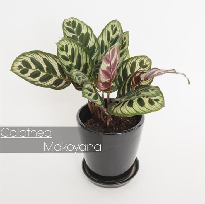 Tanaman Hias Calathea Makoyana / Chalatea Makoyana / Pohon Kalatea ...