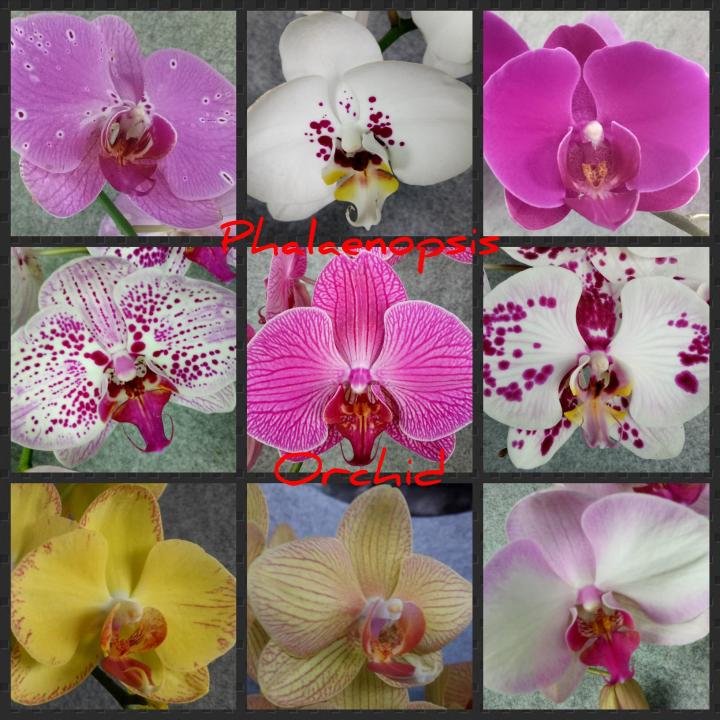 3X Anak Pokok Orkid (Phalaenopsis) Putih/Kuning/Ungu | Lazada