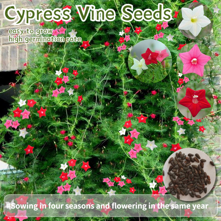 [100% Original] Fresh Cypress Vine Seeds (Mix color 150 Seed) Bonsai ...