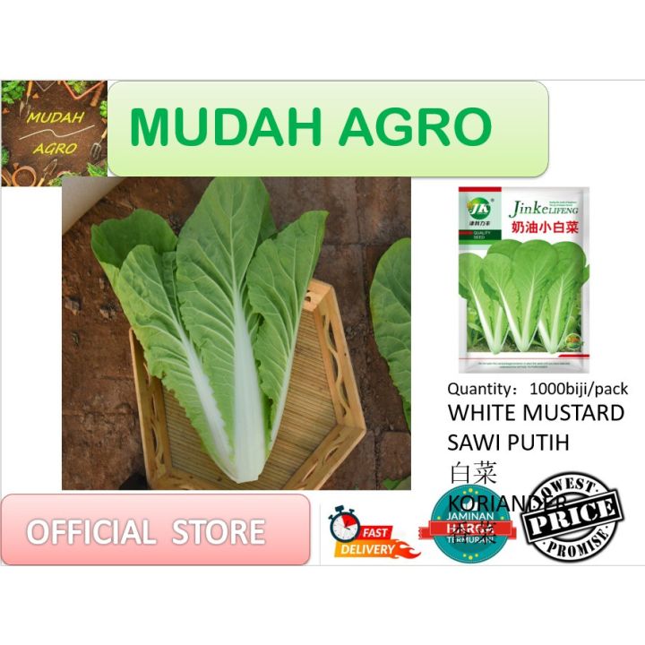 G5030 MUDAH MART 1000biji/pack WHITE MUSTARD SAWI PUTIH 白菜 KORIANDER 香菜 ...
