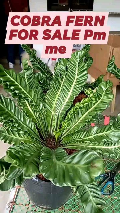 Cobra Fern (Asplenium Nidus) Medium size | Lazada PH