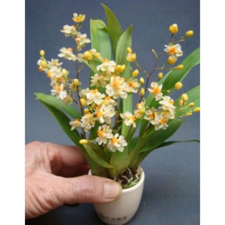 Oncidium MINI Live Plant - Petite and Charming Oncidium Orchid ...