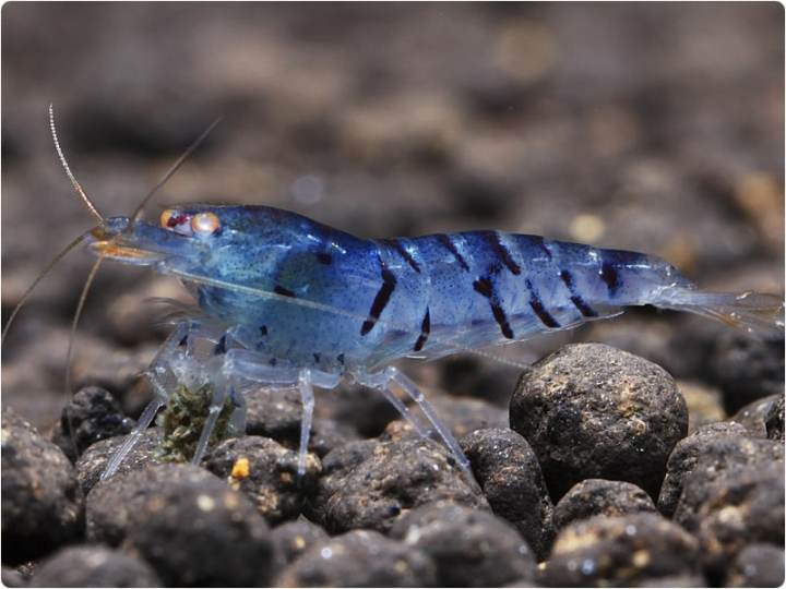 【Su's Aquatic】 TAIWAN IMPORTED ORANGE EYE BLUE TIGER 【OEBT】【CARIDINA ...