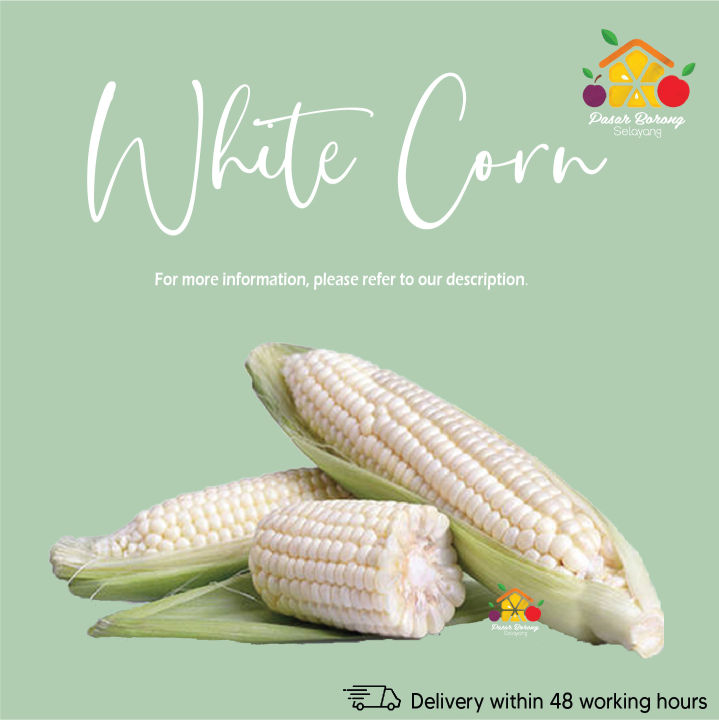 [PBS Pasar Borong Selayang] Fresh White Sweet Corn From Cameron ...