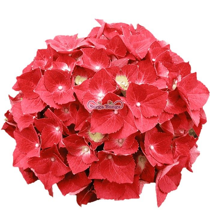 bibit tanaman hortensia merah - pancawarna - hydrangea - bunga bokor ...