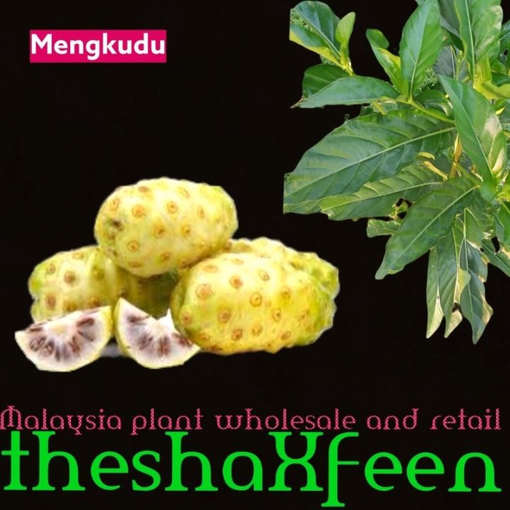 Pokok mengkudu theshaxfeen | Lazada