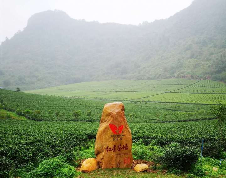Red Star Hongying Hong Jiu Yingde black tea mellow specialty value gift ...