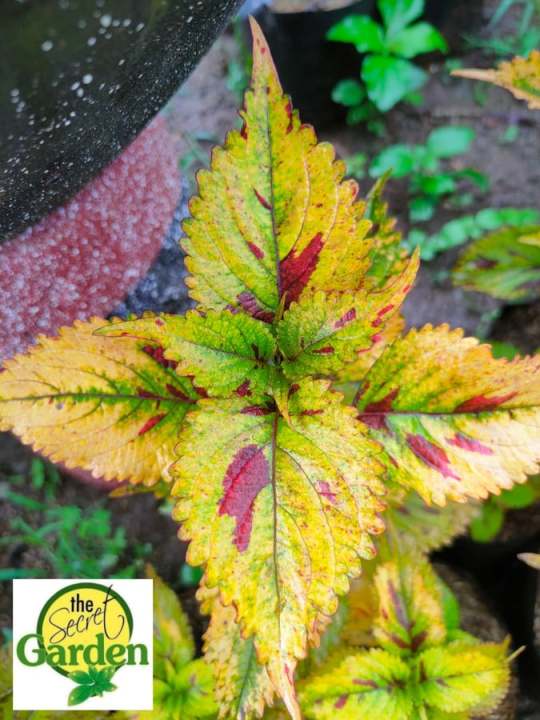 Mayana Coleus Sun Mighty Mosaic (Super Rare Mayana) with FREE garden ...