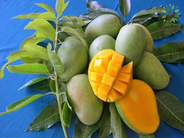 Berjaya Plant Nursery - Pokok Mangga Harumanis Hybrid(Pokok Buah Hidup ...