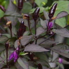 isi paket : 2 Bibit Cabe Hias Hitam Black Royal Benih Tanaman Hias ...