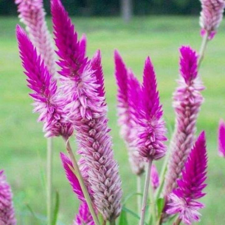 Tanaman herbal boroco | Lazada Indonesia