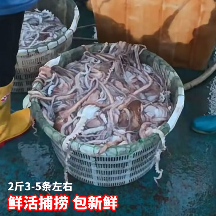 Long-legged octopus fresh frozen head shot Super Octopus octopus fresh ...