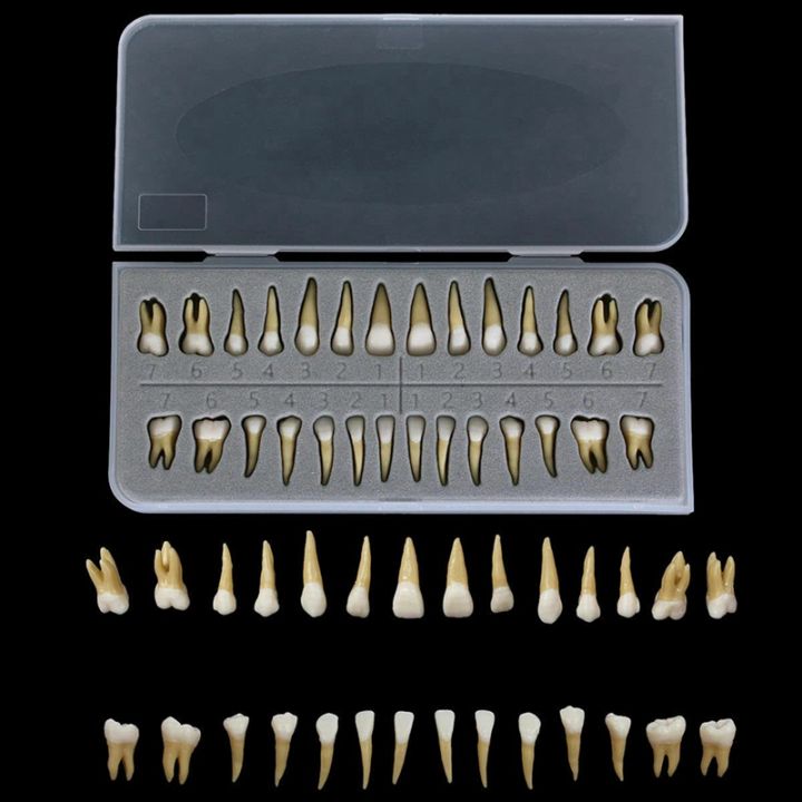 yunhaoSK-28Pcs Tooth Model 1:1 Permanent Teeth Model Dental Resin Tooth ...