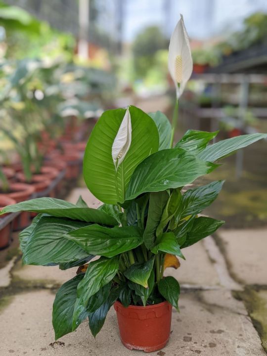 Peace Lily - Beautiful, Fuss-Free White Flower Plant | Lazada Singapore