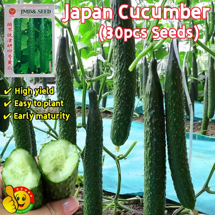 100% Original High Yield Japanese Cucumber Seeds for Sale (Fresh 30pcs ...