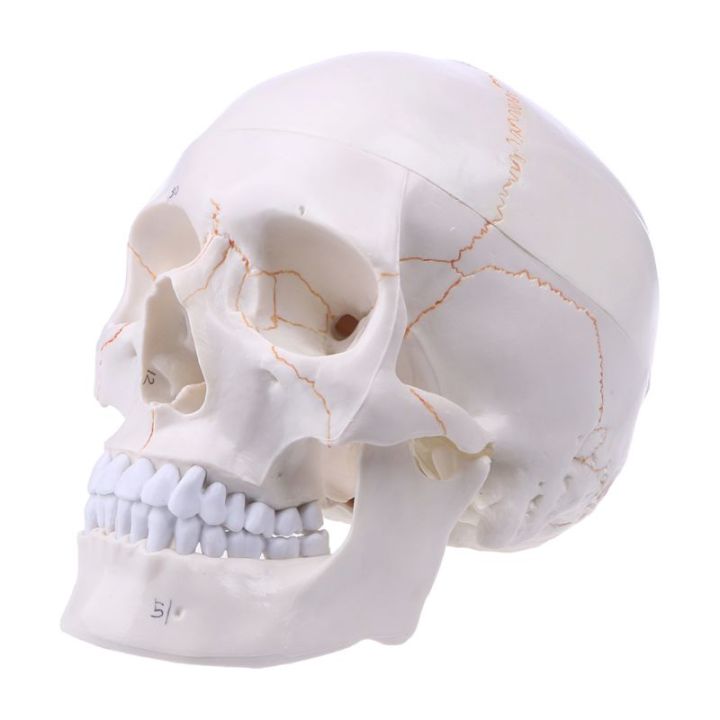 Life Size Human Skull Model Anatomical Anatomy Medical Teaching ...