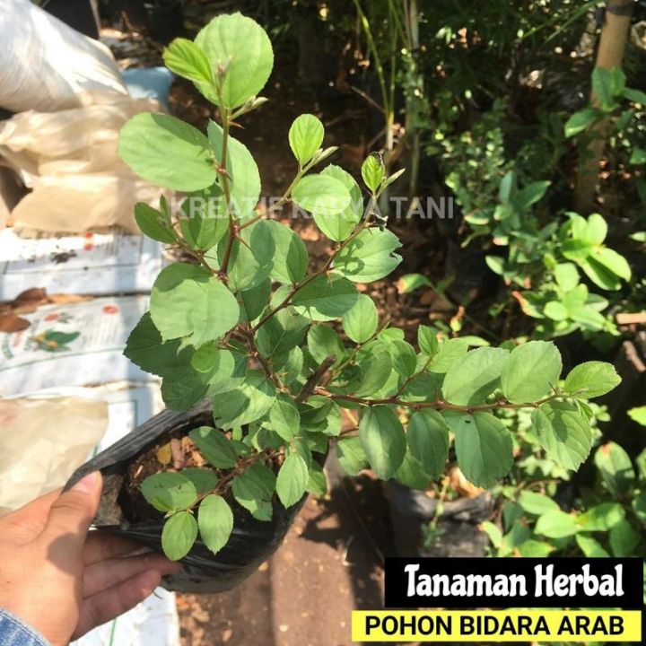 Tanaman pohon bidara arab - Tanaman Bidara Arab Herbal | Lazada Indonesia