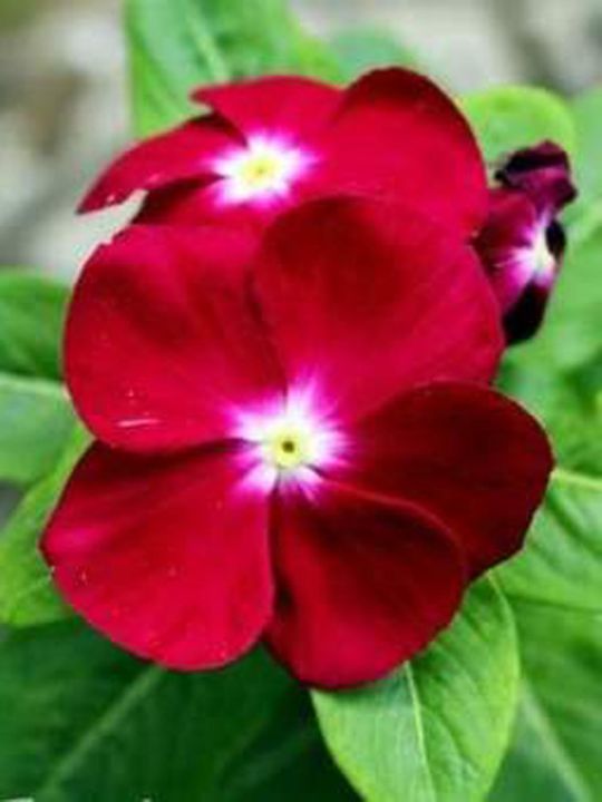 Bibit Benih Biji Flower Vinca Rosy Red Tegak- Biji Bunga Vinca Red ...
