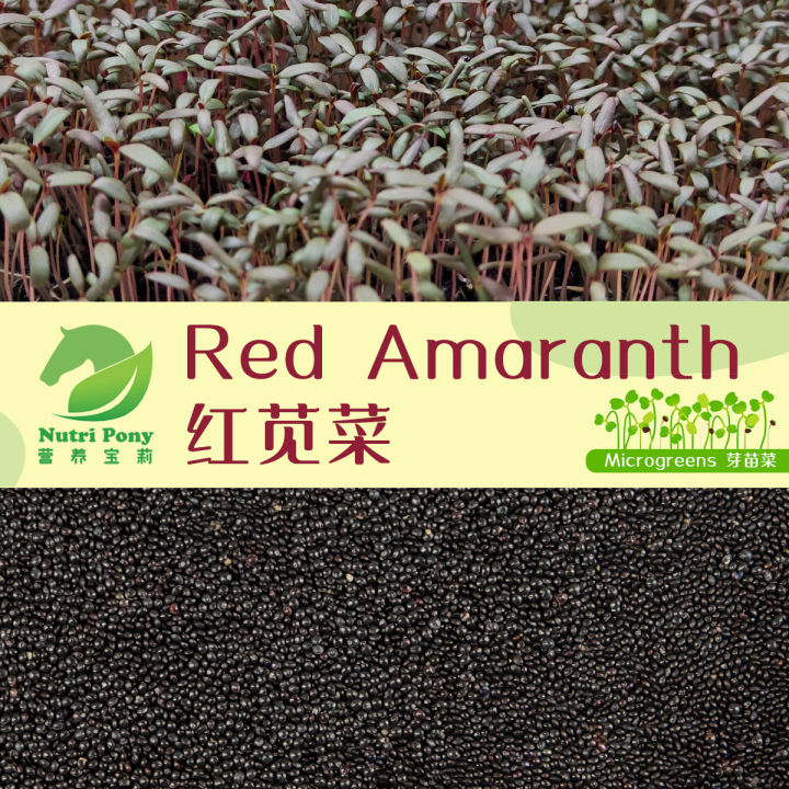 100 Grams Red Amaranth Microgreens Seeds Non-GMO 红苋菜芽苗菜种子 Biji Benih ...