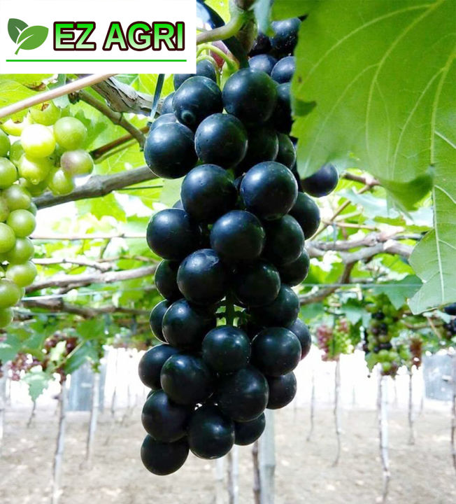 Grape Cuttings Fast SHIPPING Seedless Brazilian Hybrid Black Ribier ...