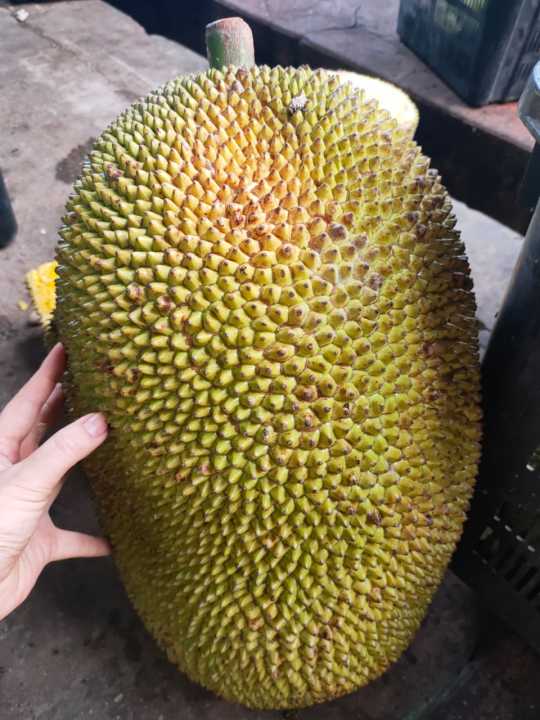 Fresh Tropical Fruit Sweet Jackfruit Buah Nangka 菠萝蜜 1Nos 13-15kg (only ...