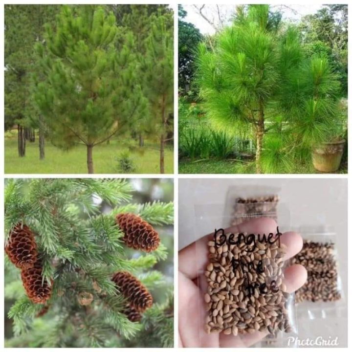 BENGUET PINE TREE SEEDS 100 PIECES BAGUIO TREE PINE TREE SEEDS 100% GERMINATION EASY TO PLANT ...