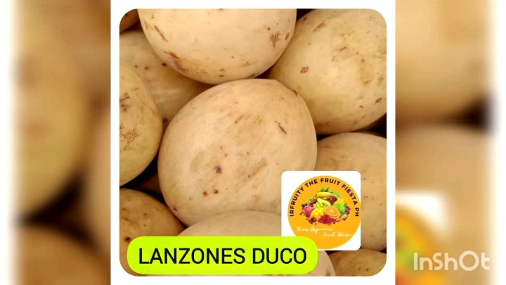 Fresh Lansones Duco ₱650 for 1kilo(For every 10kilos,FREE 2kilos ...