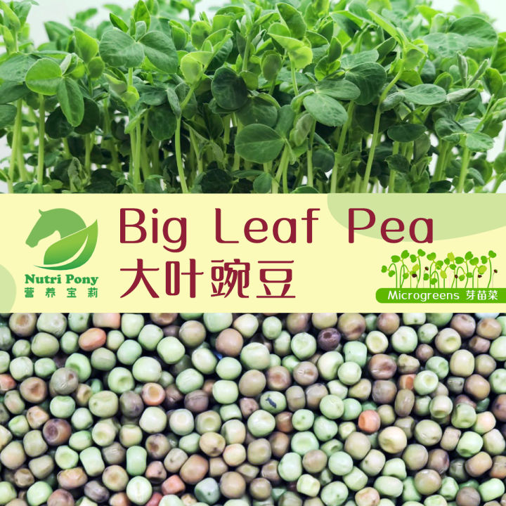 1KG Big Leaf Pea Microgreens Seeds Non-GMO 大叶豌豆苗芽苗菜种子 Biji Benih Kacang ...
