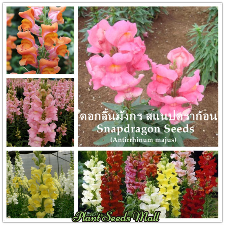 Malaysia Ready Stock 300pcs Mixed Snapdragon Flower Seeds (Antirrhinum ...