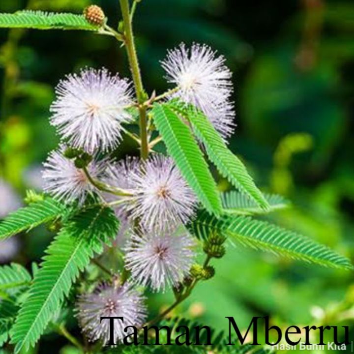 Tanaman Herbal Putri malu mimosa pudica Tanaman Berduri Obat Langsing ...