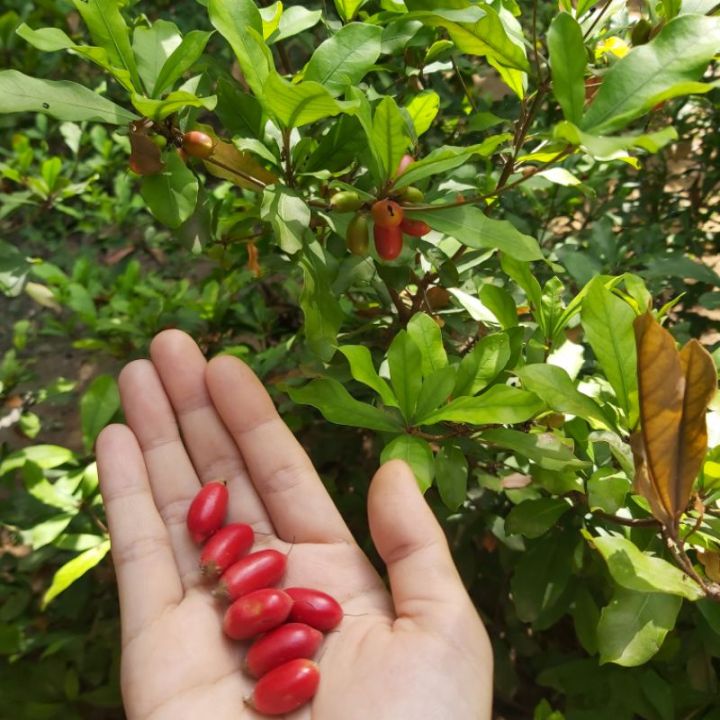 Magic Fruit / Miracle Berry buy 1 take 1， 50 seeds (not plants) | Lazada PH