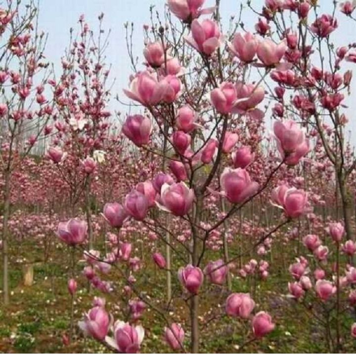 Mulan tree seeds - white magnolia and purple magnolia seeds - high ...