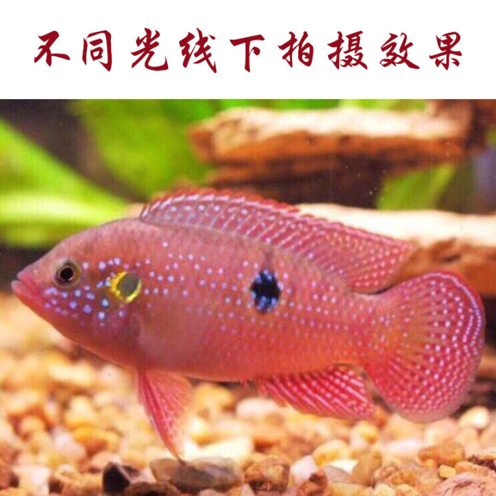 Ruby fish live tropical ornamental fish short carving family freshwater ...