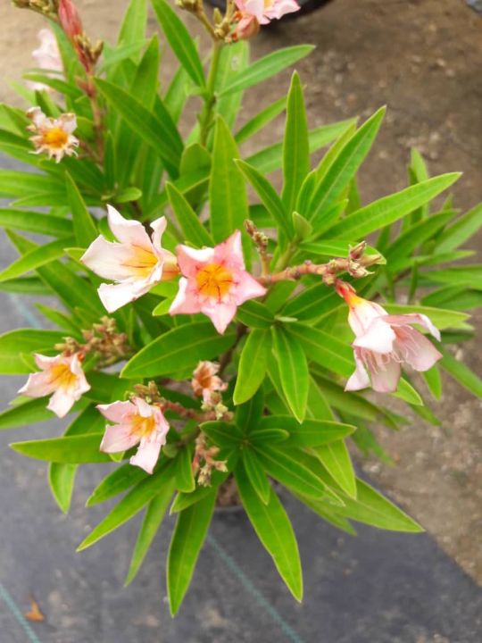MDC- Anak Pokok Oleander Merah Jambu / Pink Nerium Oleander plant ...