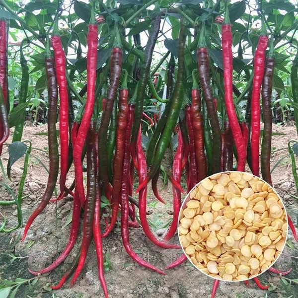 Ready Stock Chinese Long Pepper Seeds 50 Pcs Kitchen Seasoning Plant ...