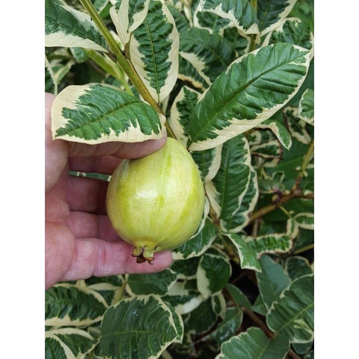 PROMO Tanaman hias buah unik dan manis, jambu biji varigata (psidium ...