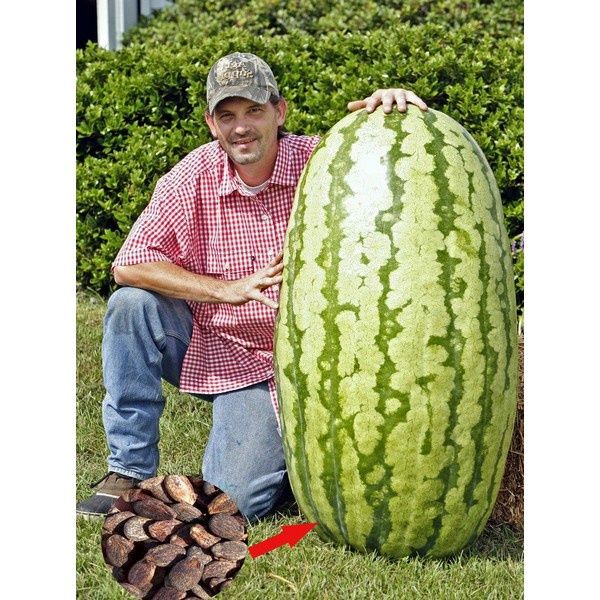 pack Giant Watermelon Seed sweet Taste Fruit Seeds | Lazada PH