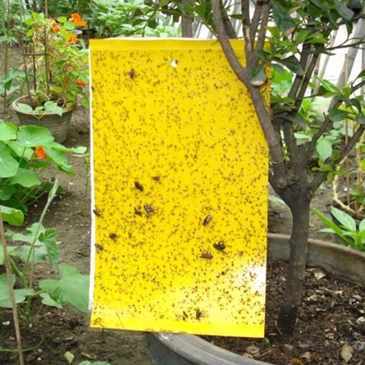 1 Piece Fly Traps Bugs Yellow Sticky Board Fruit Fly Insect Pest ...